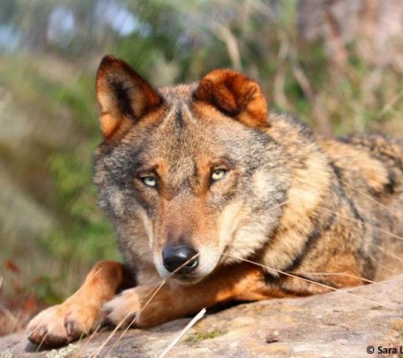 lobo Archives - NOCTULA ChannelNOCTULA Channel | … o que interessa deve ...